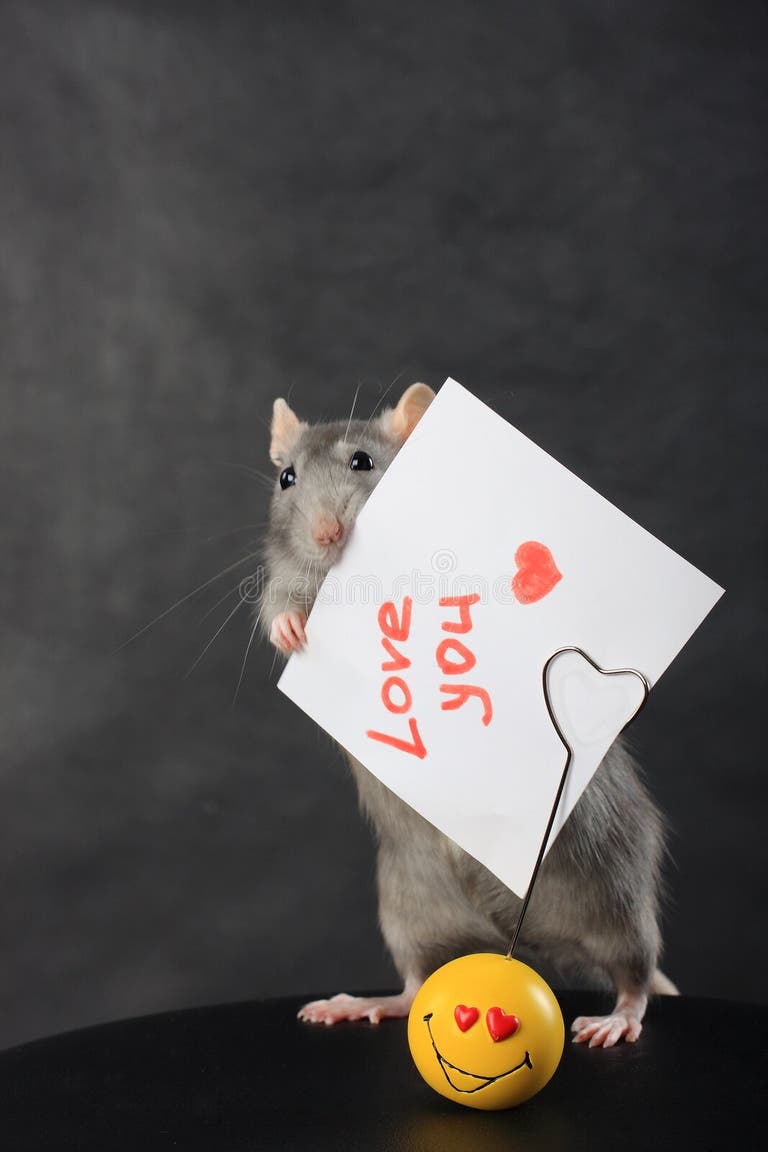 3,223 Rat Love Stock Photos - Free & Royalty-Free Stock Photos from ...