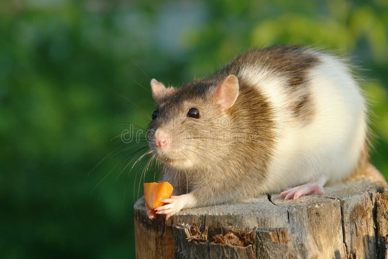 De Rat Van Het Huis Met Appel Stock Foto - Image of gezondheid, eten ...