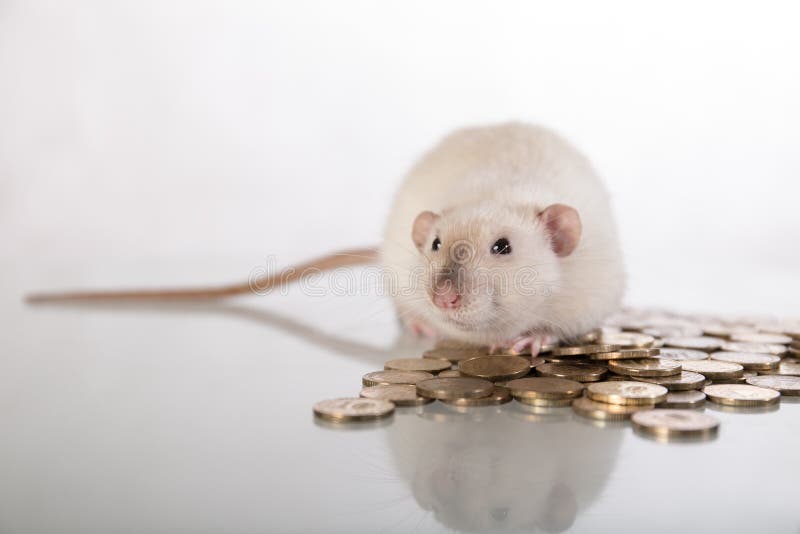 Gold coin of rat stock image. Image of money, gold, coin - 20510357