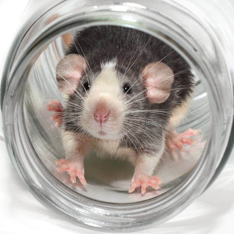 Rat mignon d'abruti photo stock. Image du durée, masculin - 32546294