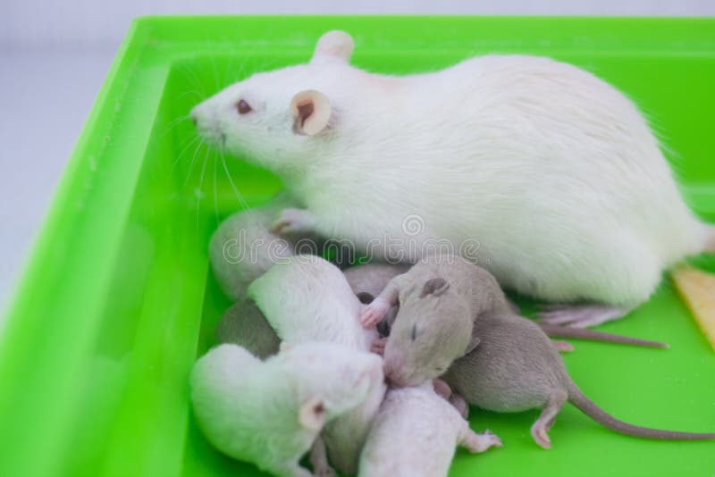 Rat Mom and Her Newborn Babies Stock Image - Image of cute, dangerous ...