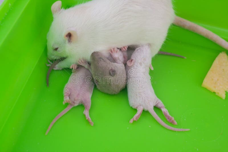 Rat Mom and Her Newborn Babies Stock Photo - Image of beautiful ...
