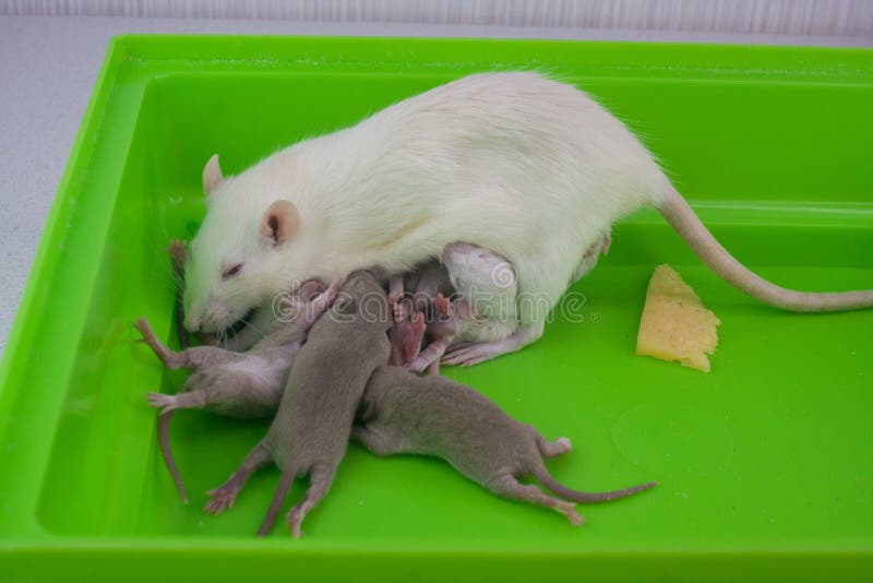 Rat Mom and Her Newborn Babies Stock Photo - Image of tail, pandemic ...