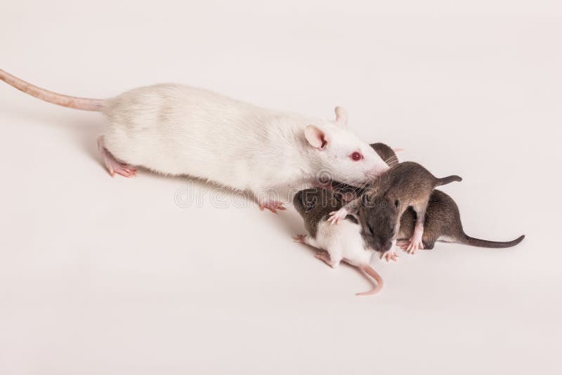 202 Mom Rat Stock Photos - Free & Royalty-Free Stock Photos from Dreamstime