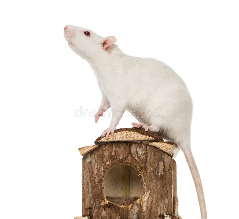 Common House Mice Playing in a Whee Stock Image - Image of sport, wheel ...