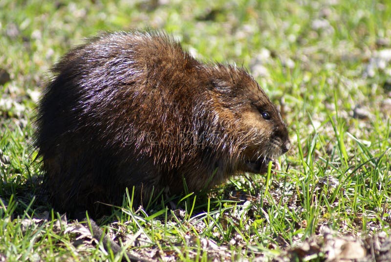 Rat musqué image stock. Image du crique, furry, image - 24830321