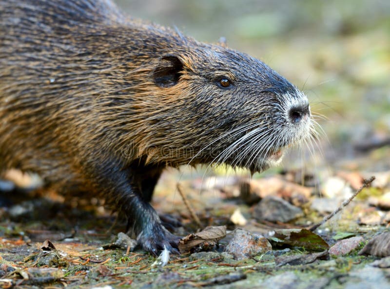 Rat musqué image stock. Image du concurrence, fermer - 27416761