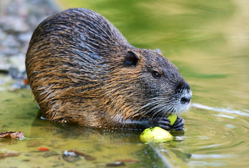 Rat musqué photo stock. Image du humide, poilu, porter - 27416822