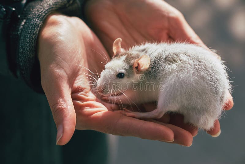 Rat in nature in hands stock photo. Image of animals - 165583262