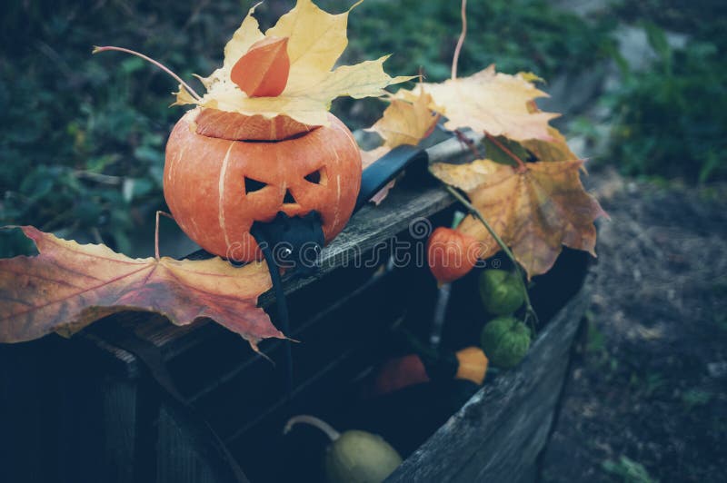 A Rat Nibbles a Pumpkin Ready for Halloween Outside in the Fall Stock ...