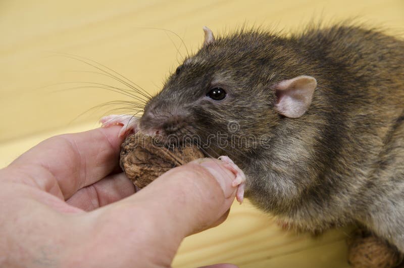 269 Rat Eating Nut Stock Photos - Free & Royalty-Free Stock Photos from ...