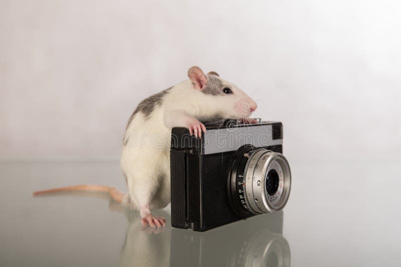 Rat with the old camera stock image. Image of equipment - 66342197