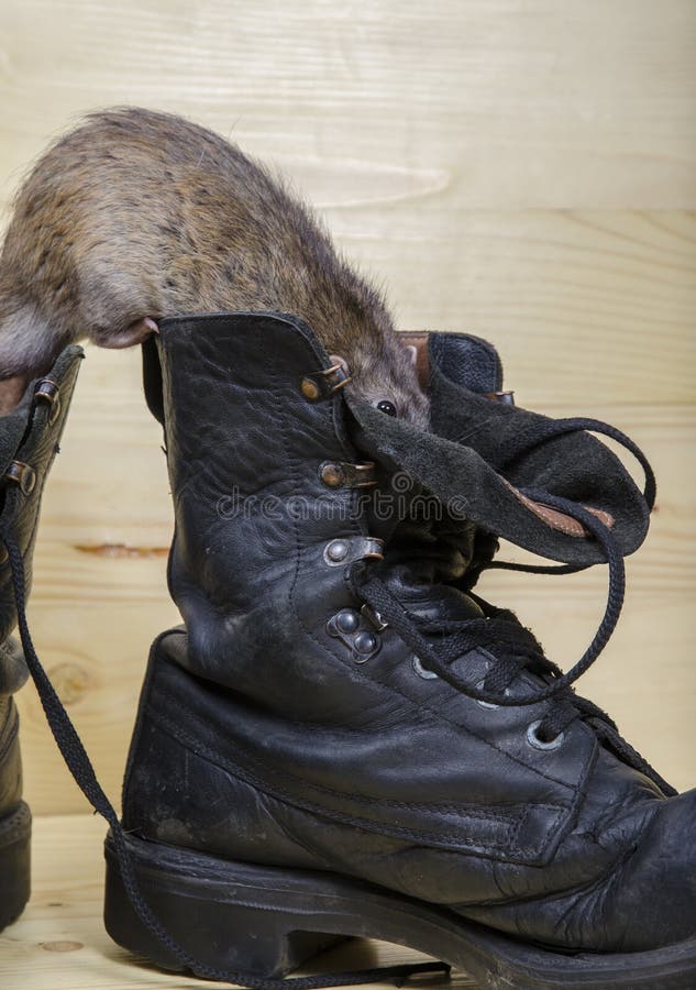 Rat and Old Military Boots. Stock Photo - Image of retro, army: 123411582