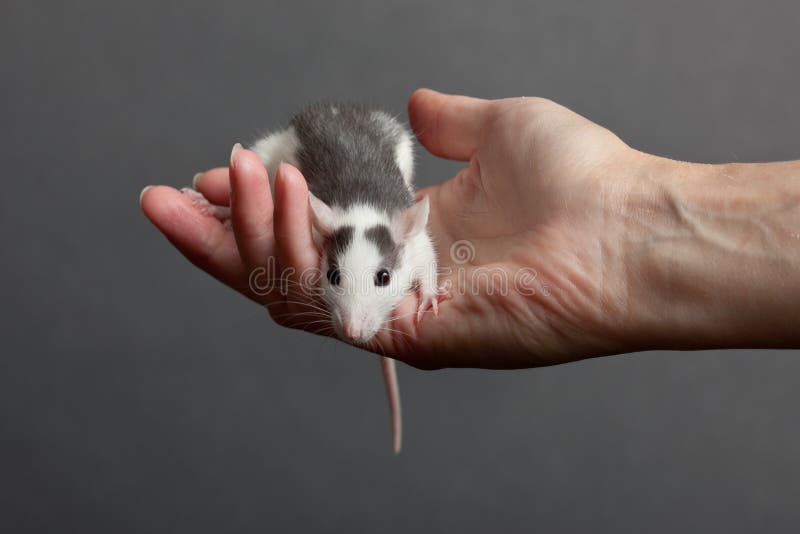 Rat on a palm stock photo. Image of small, cute, young - 26519214