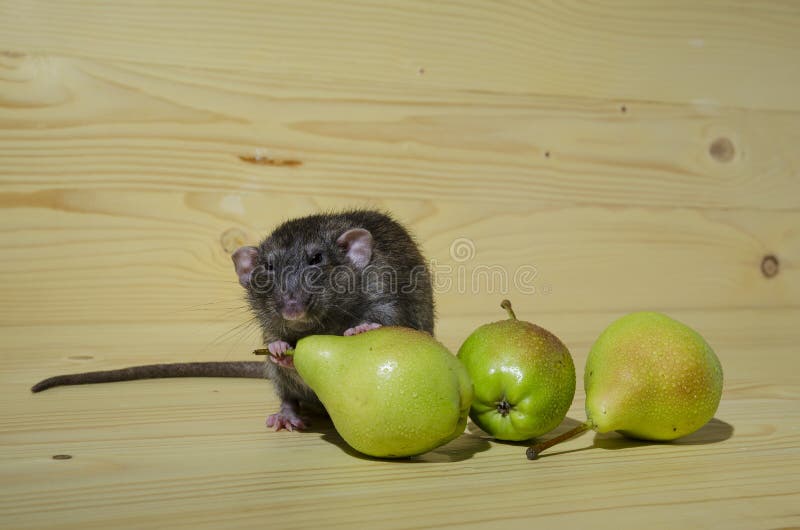 Rat and pears. stock image. Image of wooden, funny, rodent - 124554183