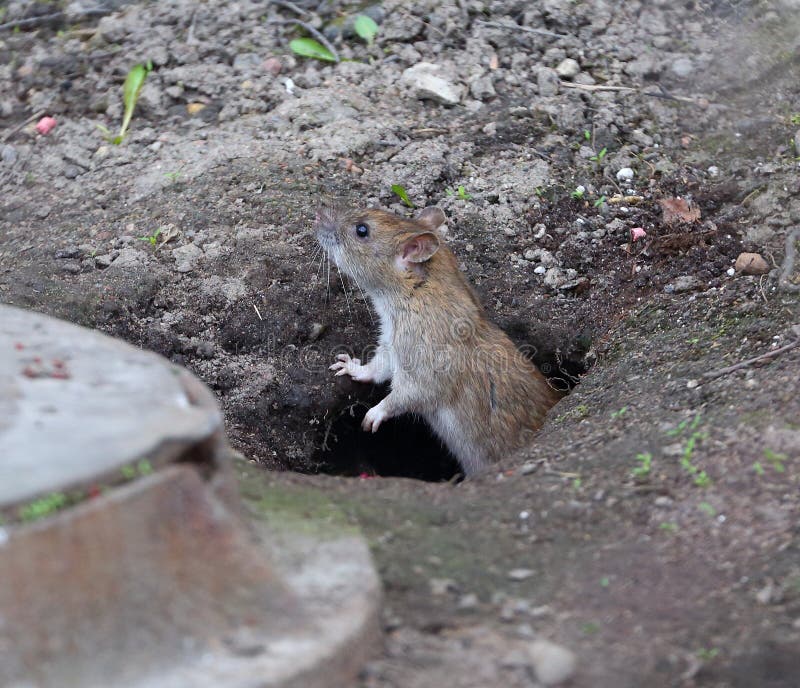 Rat peeking out of burrows stock image. Image of peeps - 145321247