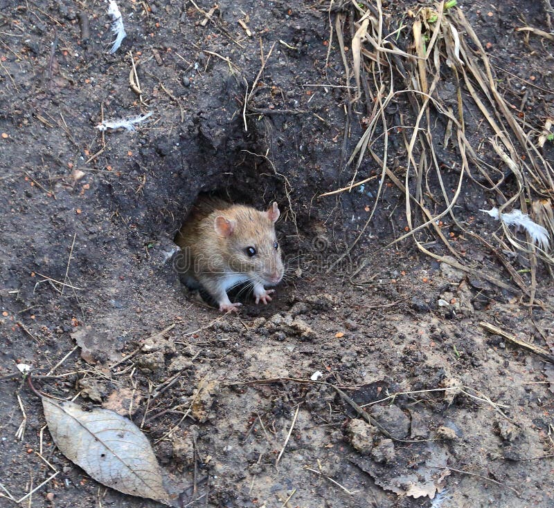 Rat peeking out of burrows stock image. Image of peeps - 145321247