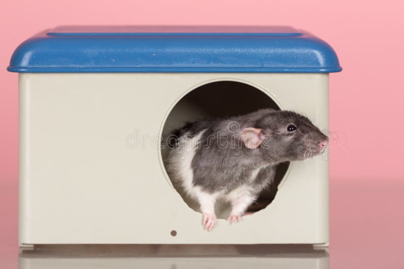 Rat peep out of the house stock photo. Image of head - 69323884