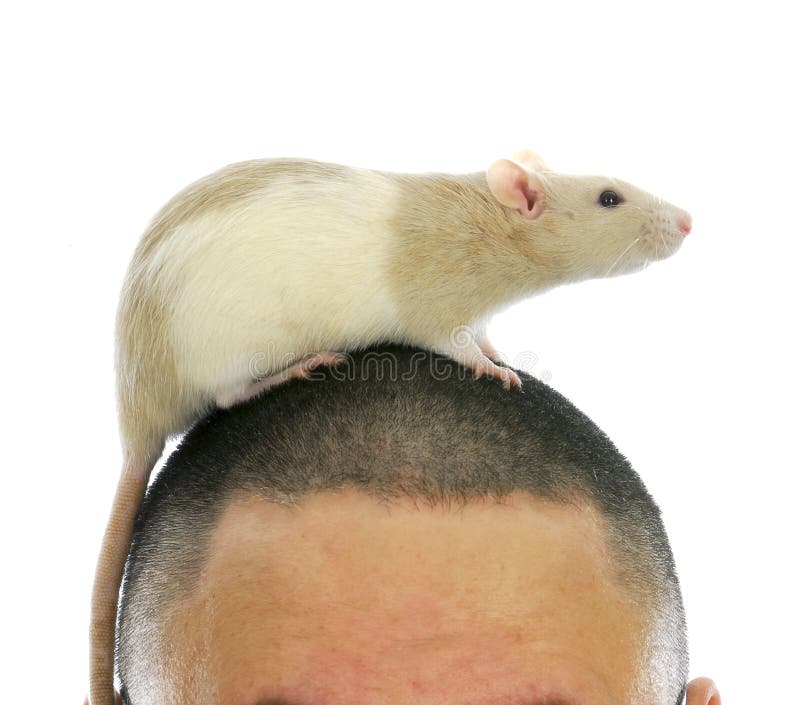 Shaved Rat Stock Photos - Free & Royalty-Free Stock Photos from Dreamstime