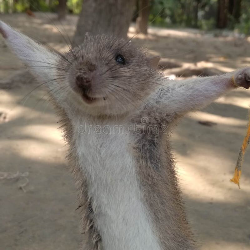 A rat photo stock photo. Image of happy, nice, good - 135032908