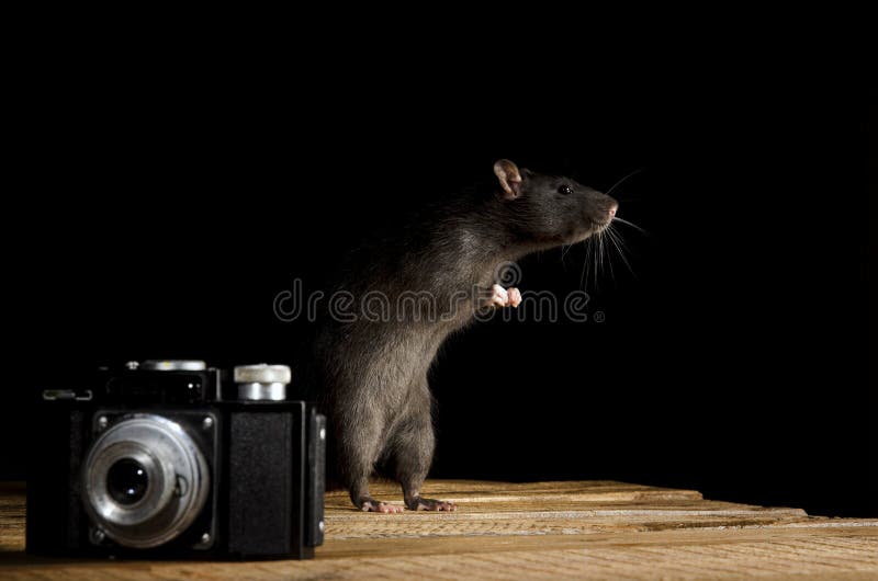 Rat - photographer. stock photo. Image of photographer - 74250496
