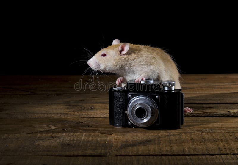 Rat - photographer. stock photo. Image of mammals, cute - 74253304