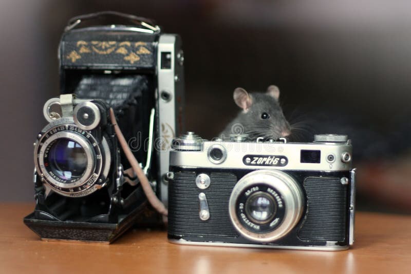 Rat photographs editorial photography. Image of eyes - 89708522