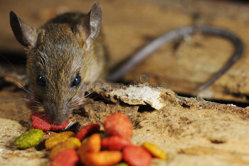 Rat pilfer eat feed stock photo. Image of tief, mammals - 33735032