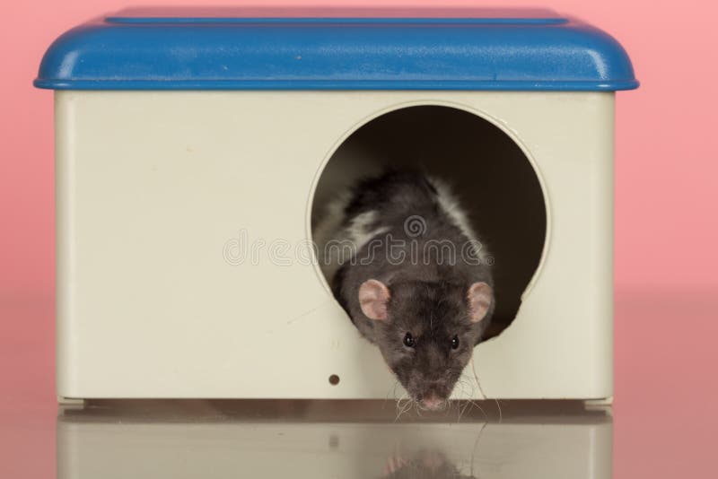 Rat in a Plastic House Close Up Stock Photo - Image of pink, fluffy ...