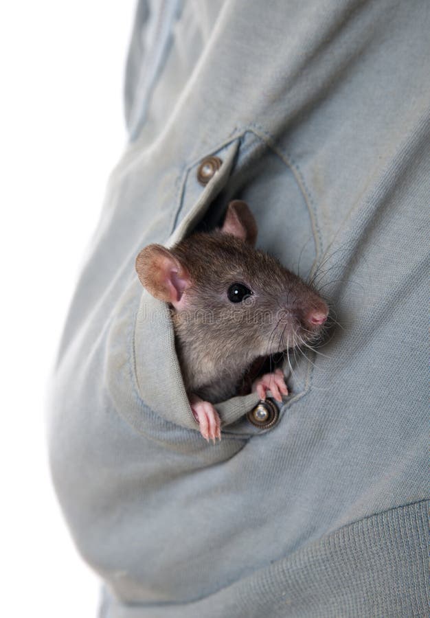 Rat in a pocket stock photo. Image of cute, mammal, comfortable - 15919760