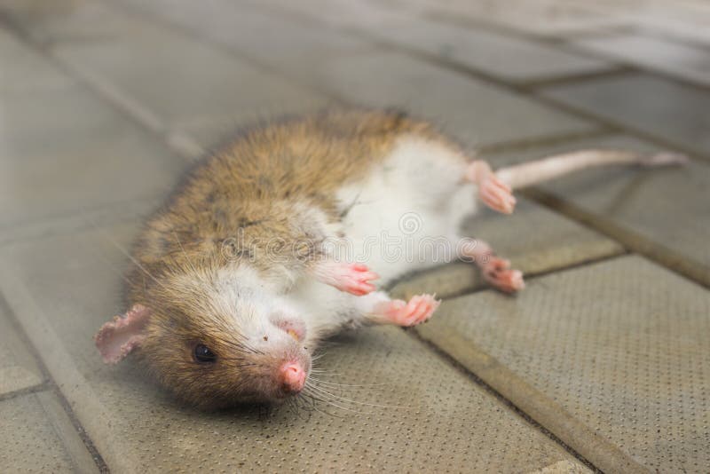 Rat, Poisoned Poisonous Smoke Stock Image - Image of epidemic, rodent ...