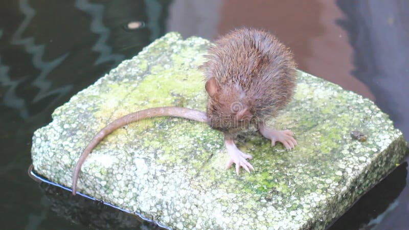 Rat in pond stock footage. Video of mouse, mice, tail - 57958382
