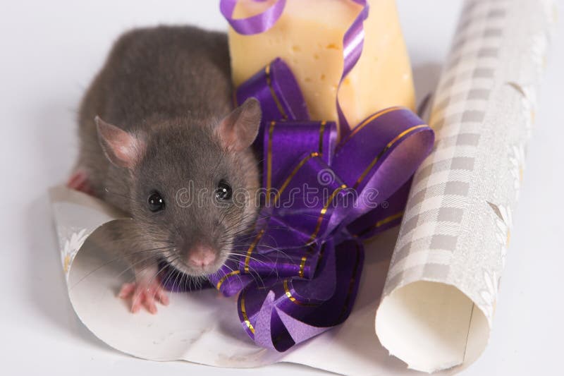 Rat Picture. Image: 9514150