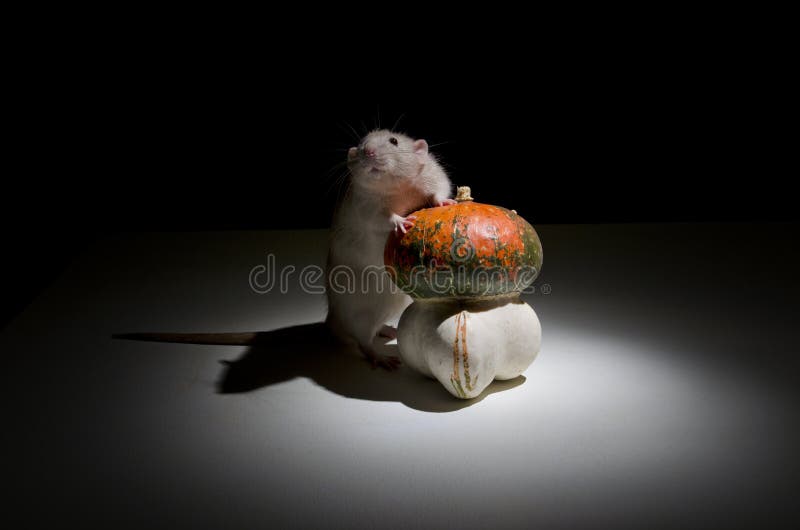 Rat and pumpkin. stock image. Image of nature, plant - 78413549