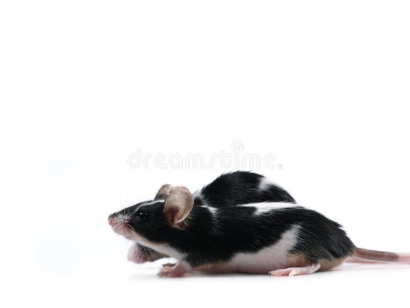 Rat race stock photo. Image of compete, mice, mouse, contest - 399976