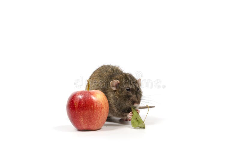 Rat and a red apple. stock image. Image of food, nature - 126343785