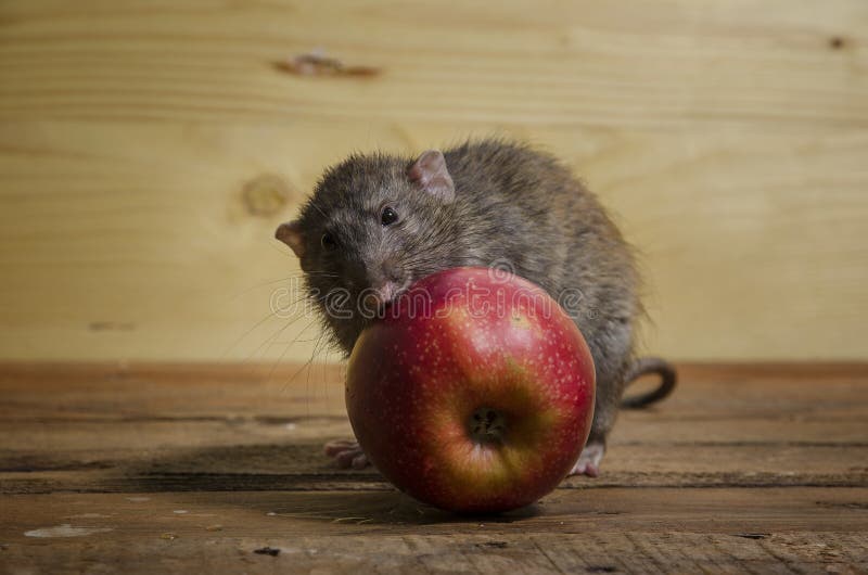 Rat and a red apple stock image. Image of fruit, healthy - 132872803