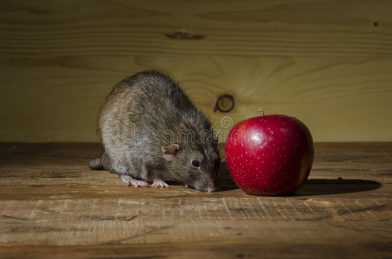 Rat and a red apple stock photo. Image of fruit, funny - 132872810