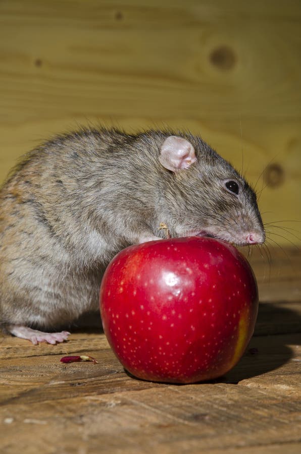 Rat and a red apple stock image. Image of nature, fruit - 132872847
