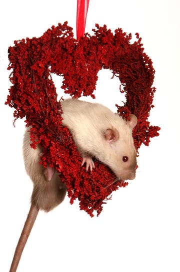3,223 Rat Love Stock Photos - Free & Royalty-Free Stock Photos from ...