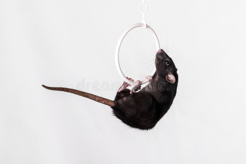 Rat on ring stock photo. Image of pets, white, domestic - 104222746