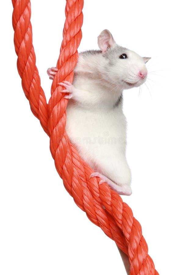 Rat on a rope stock image. Image of small, creature, nature - 22123833