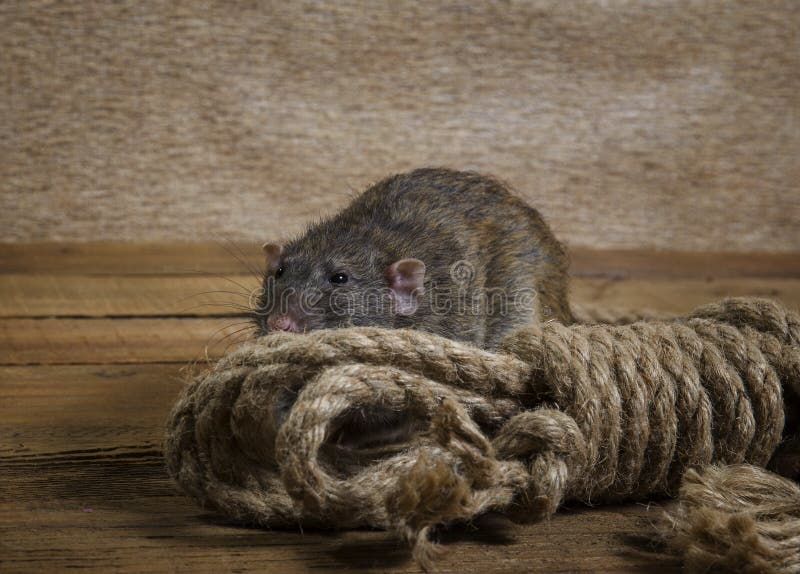 Rat and rope. stock photo. Image of cute, funny, domestic - 119358708
