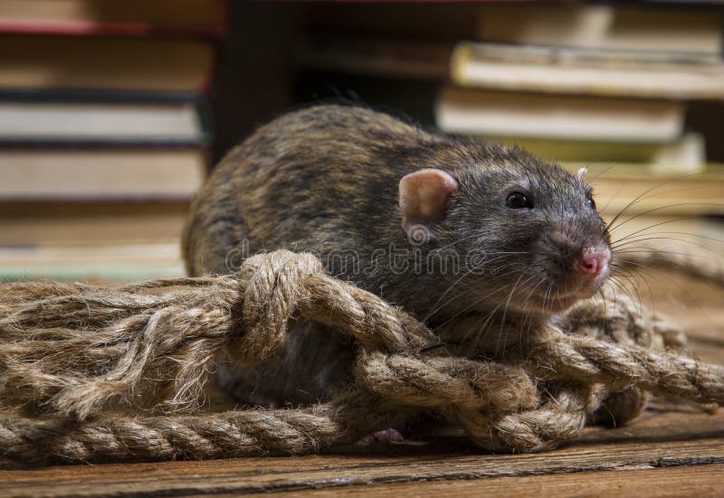 Rat and rope. stock image. Image of animal, rats, mammal - 119358763