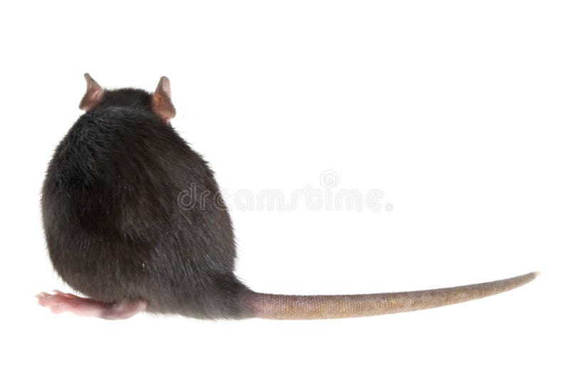 Rat shot from behind stock image. Image of domestic, small - 4676327