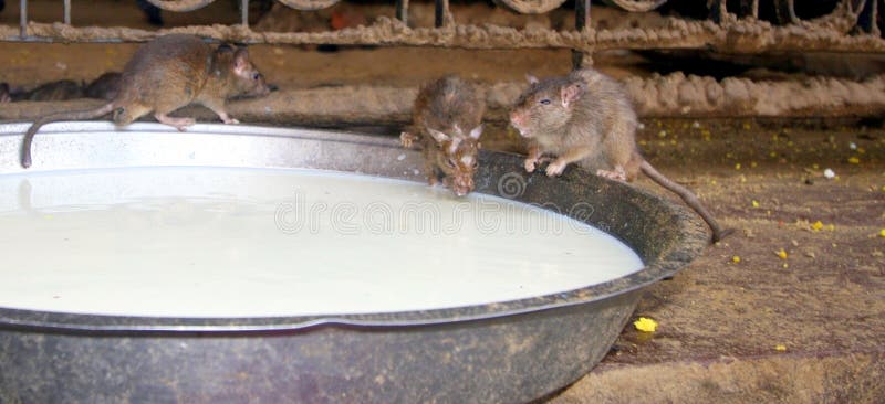 Rat S Dinner stock image. Image of meal, holy, drink, animal - 5616199