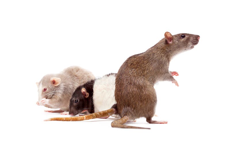 Cute domestic brown rat stock photo. Image of pest, parasitic - 17377118