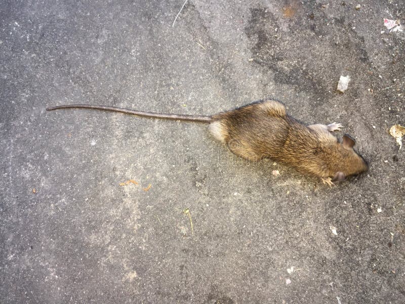 Rat sale photo stock. Image du stray, brun, parasite - 45628812