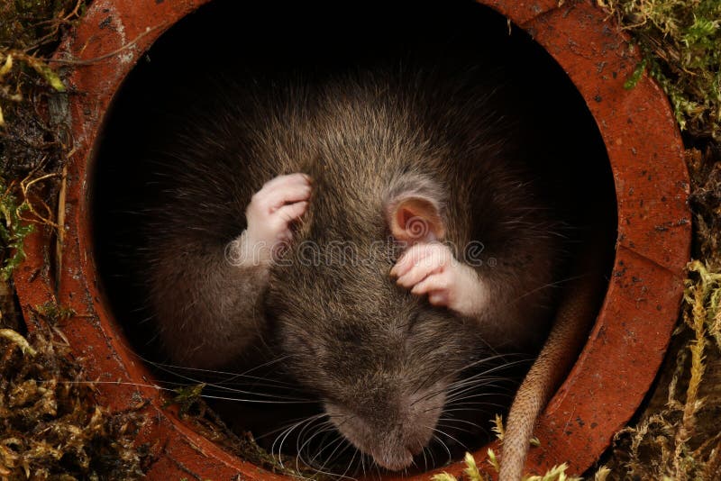 A Rat Sat Inside a Drainpipe Stock Image - Image of animal, boot: 198254611