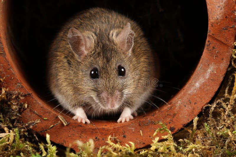A Rat Sat Inside a Drainpipe Stock Photo - Image of little, animal ...